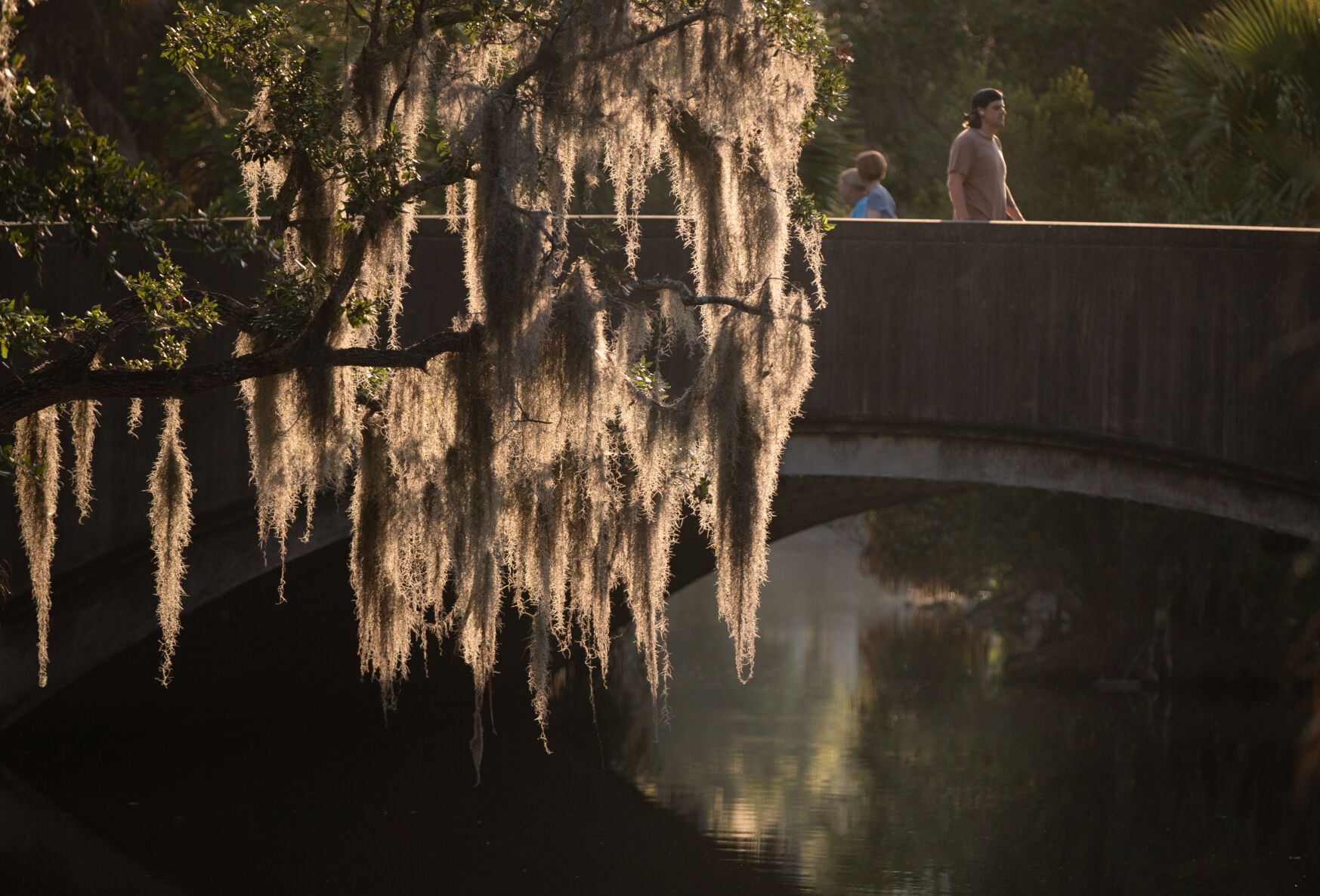Cut back butterfly ginger now; bluegrass weed on the way out | Home ...