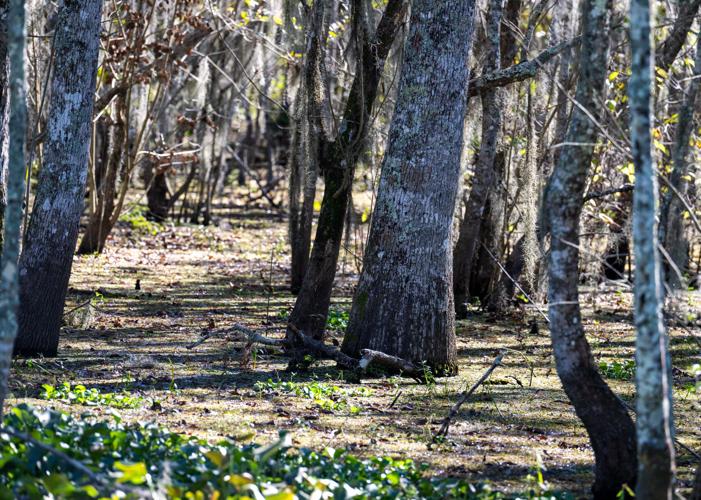 Dying Louisiana swamp to be revived with unique project | Environment | nola.com
