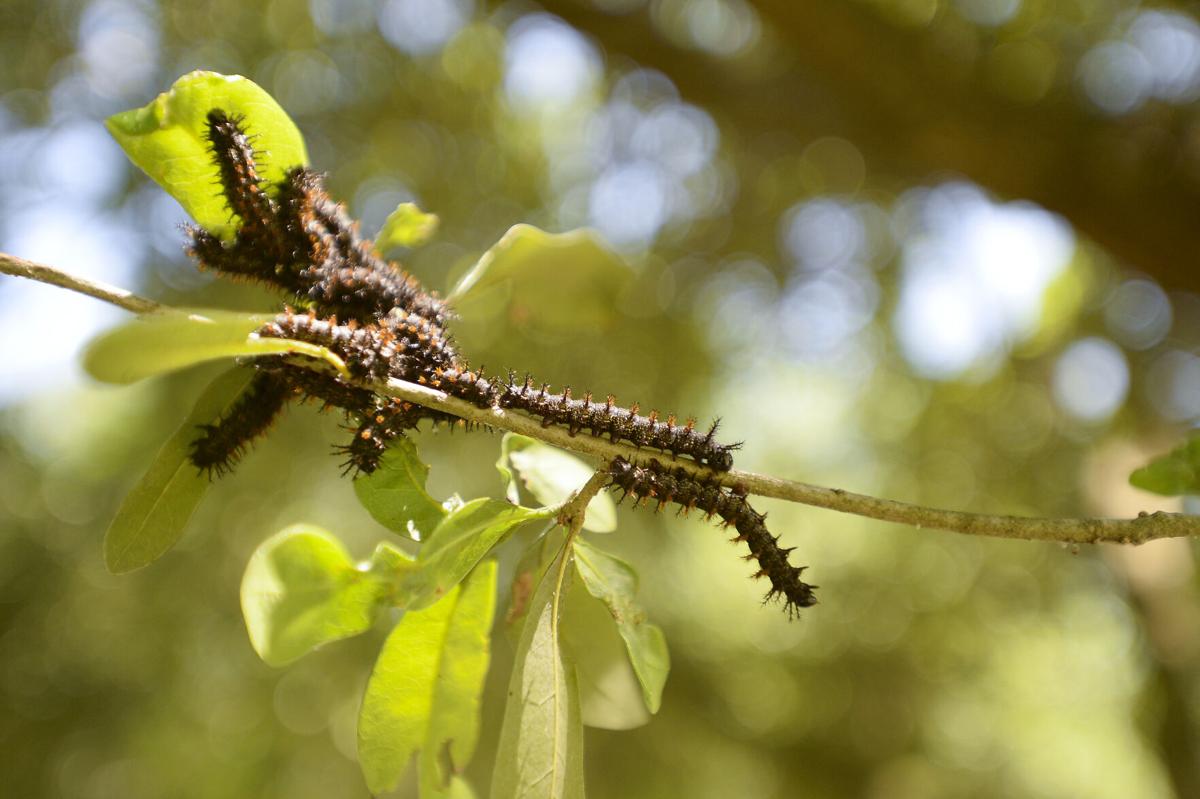 Stinging buck moth caterpillars arrive early in New Orleans ...
