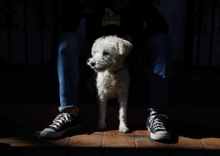 Meet the woman saving Scrim the missing New Orleans dog | Entertainment ...