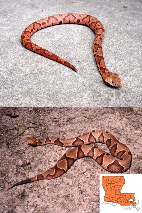 These 46 snake species can be found slithering around Louisiana ...
