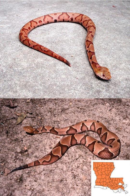 These 46 snake species can be found slithering around Louisiana ...