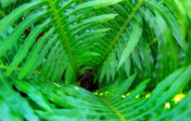 How to grow gorgeous ferns in Louisiana gardens | Home/Garden | nola.com