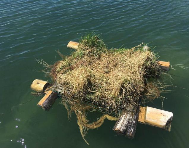 Gulf sturgeon, loons and terns could share $16 million in BP spill ...