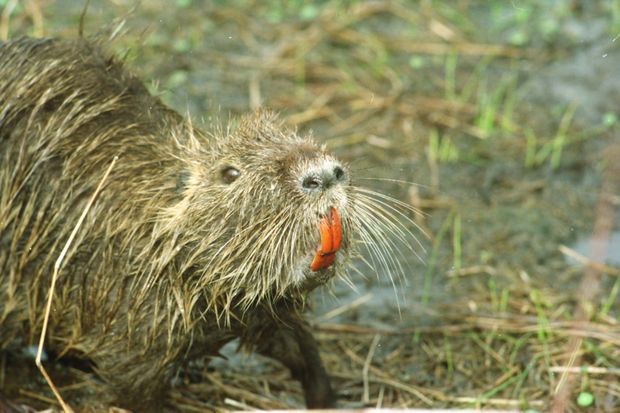 10 groups of Louisiana critters and what to call them | Archive | nola.com