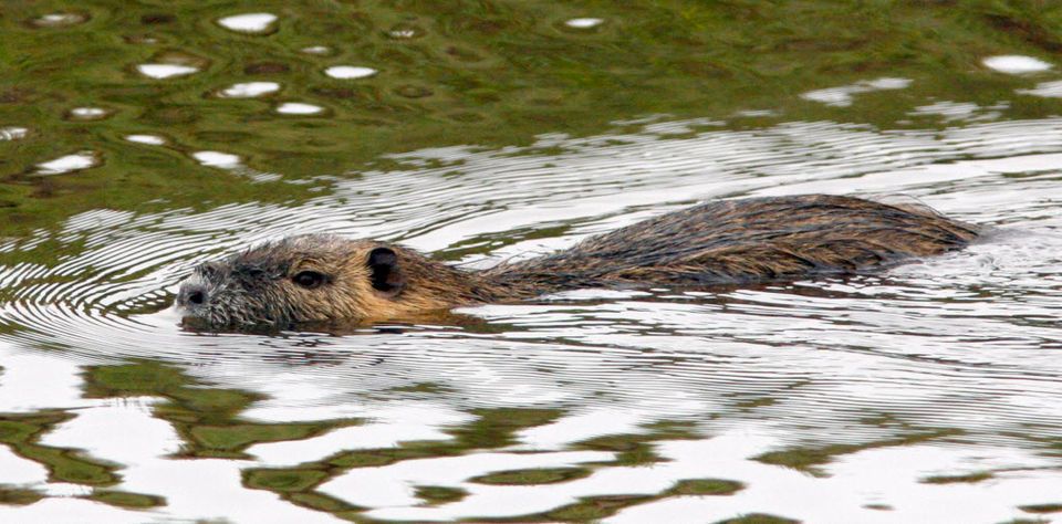 Nutria don't just destroy wetlands, they're also raiding bird nests ...