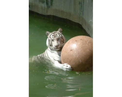 Why the Audubon Zoo's white tiger, King Zulu, won't be replaced ...