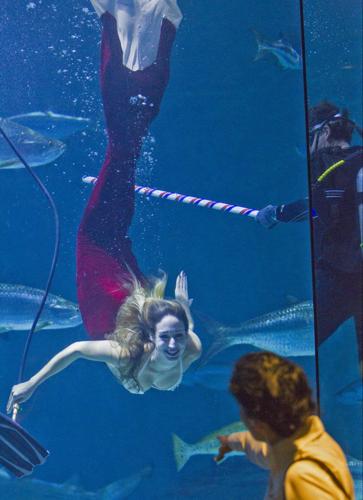 Weeki Wachi mermaids make waves at the Audubon Aquarium | Entertainment ...