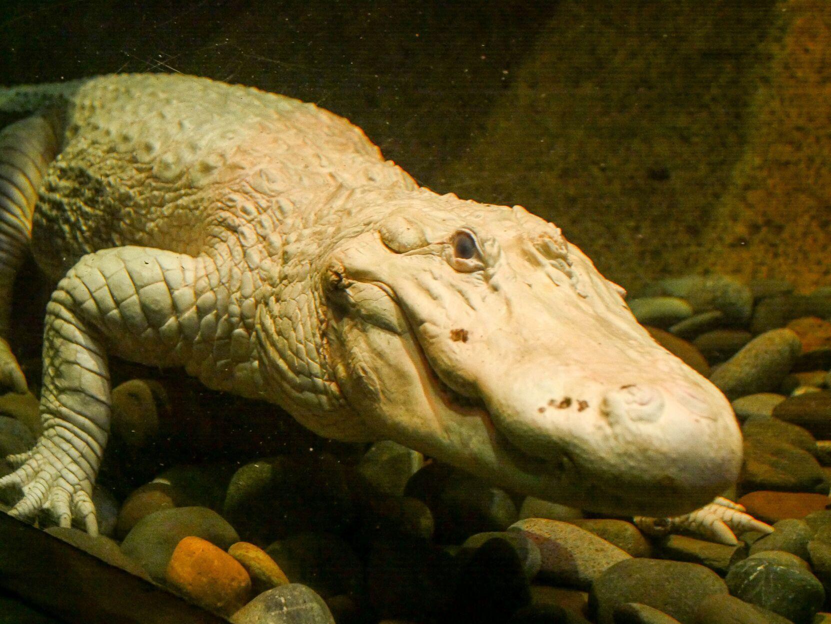 leucistic crocodile