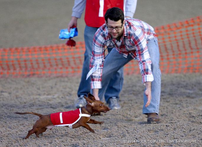 Weiner dogs race for glory, snacks at Fair Grounds: photo gallery ...