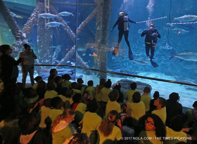 Teaching with the sharks: Diving educator turns aquarium into classroom ...