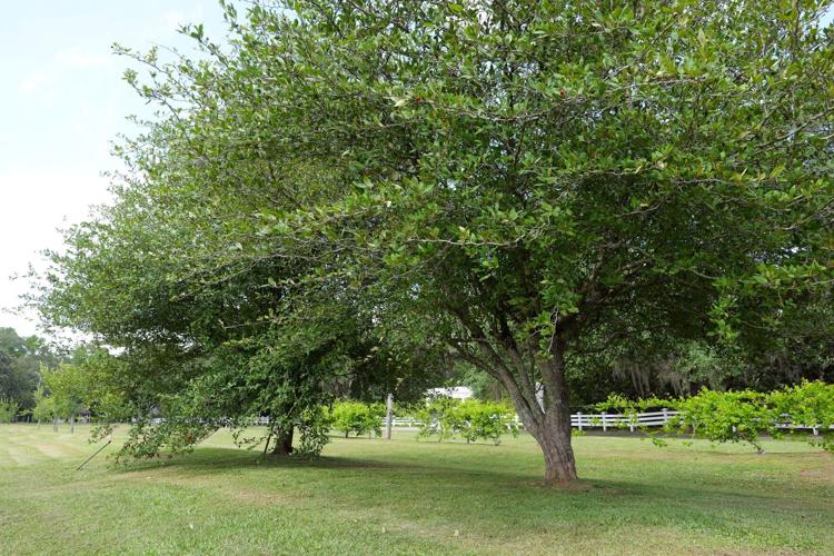 Choose a spring-flowering tree for your landscape | Home/Garden | nola.com