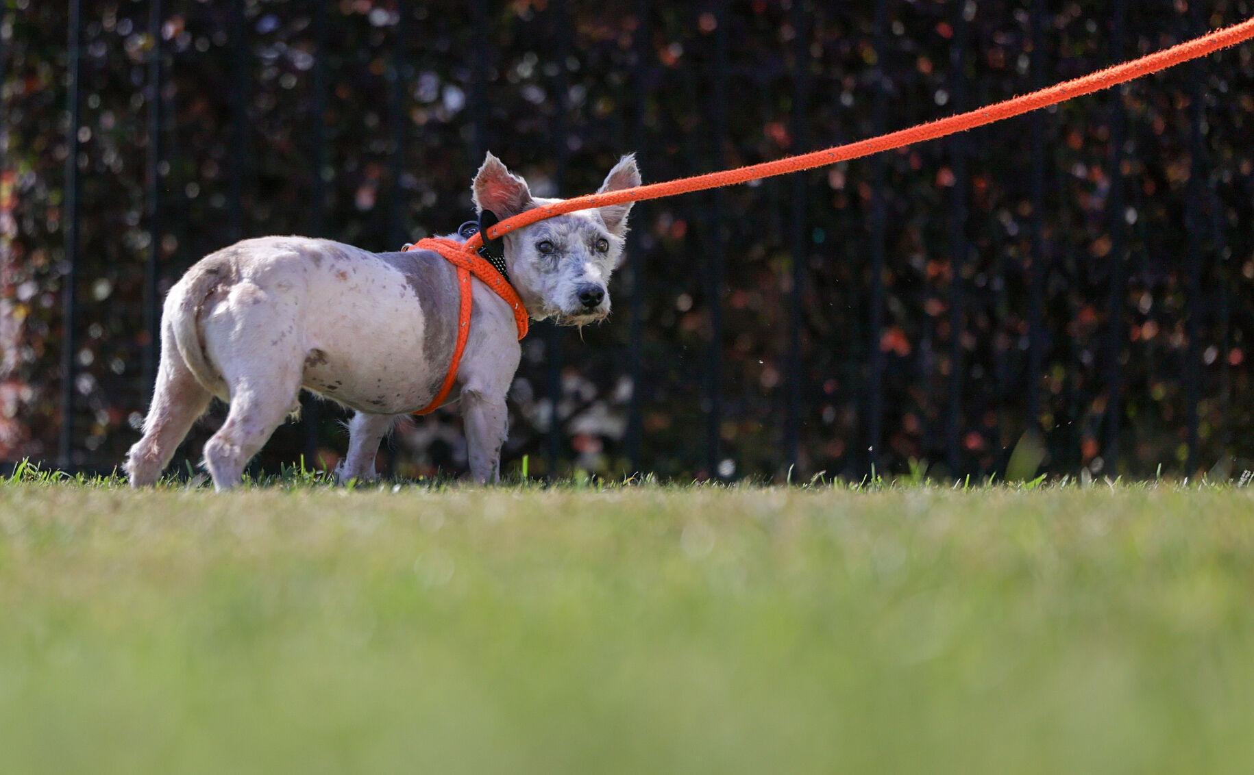 Is New Orleans' infamous stray dog Scrim built different ...