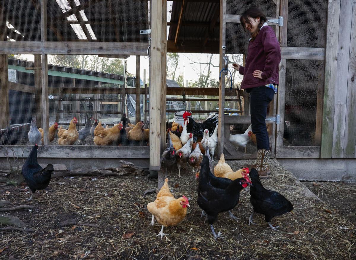 Sugar Roots Farm fest, Woodmere fest, more community events | Crescent ...