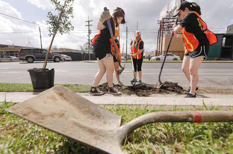 Meet the woman leading New Orleans' tree canopy comeback | Environment ...