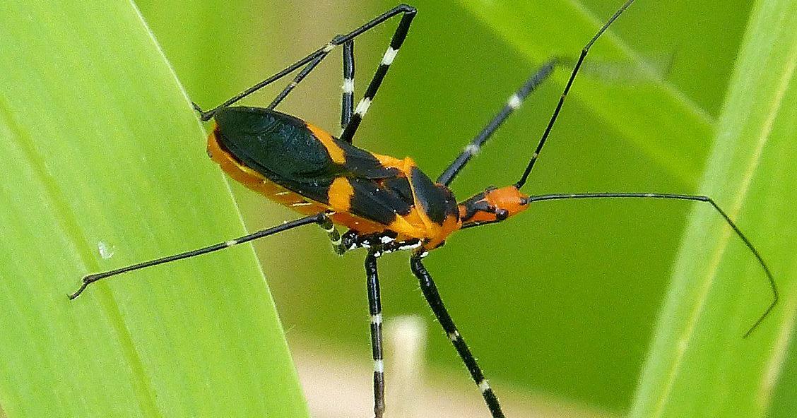 Dan Gill's garden advice: Let the 'assassin bug' do its work, defending ...