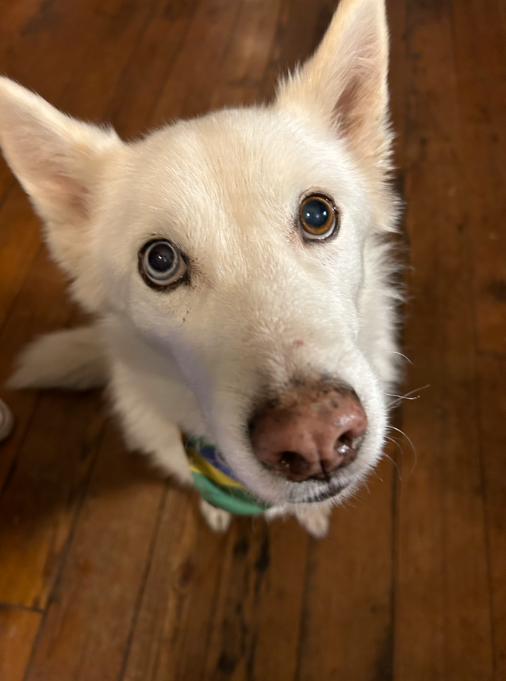 Bywater bar remembers Ziggy, mascot dog in New Orelans | Entertainment ...