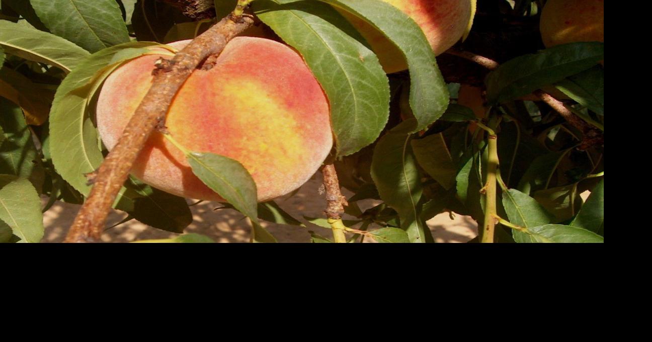 'Chilling hours': What they are and why you should care | Home/Garden ...