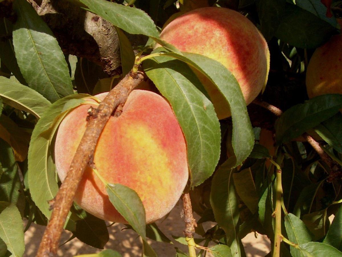 Blooming peach tree will survive the freeze, but don't expect much ...