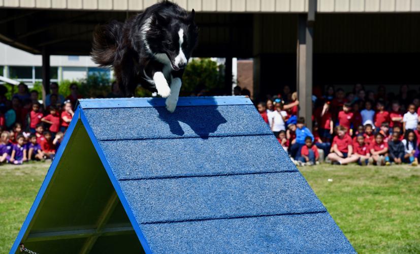 Bissonet Plaza Elementary School treats students to dog agility show ...