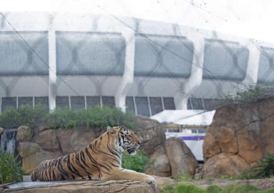 Our 1st glance at the tiger who will be at LSU-Alabama game | LSU ...