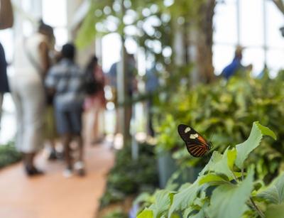 Audubon Insectarium reopens on New Orleans riverfront | Events | nola.com