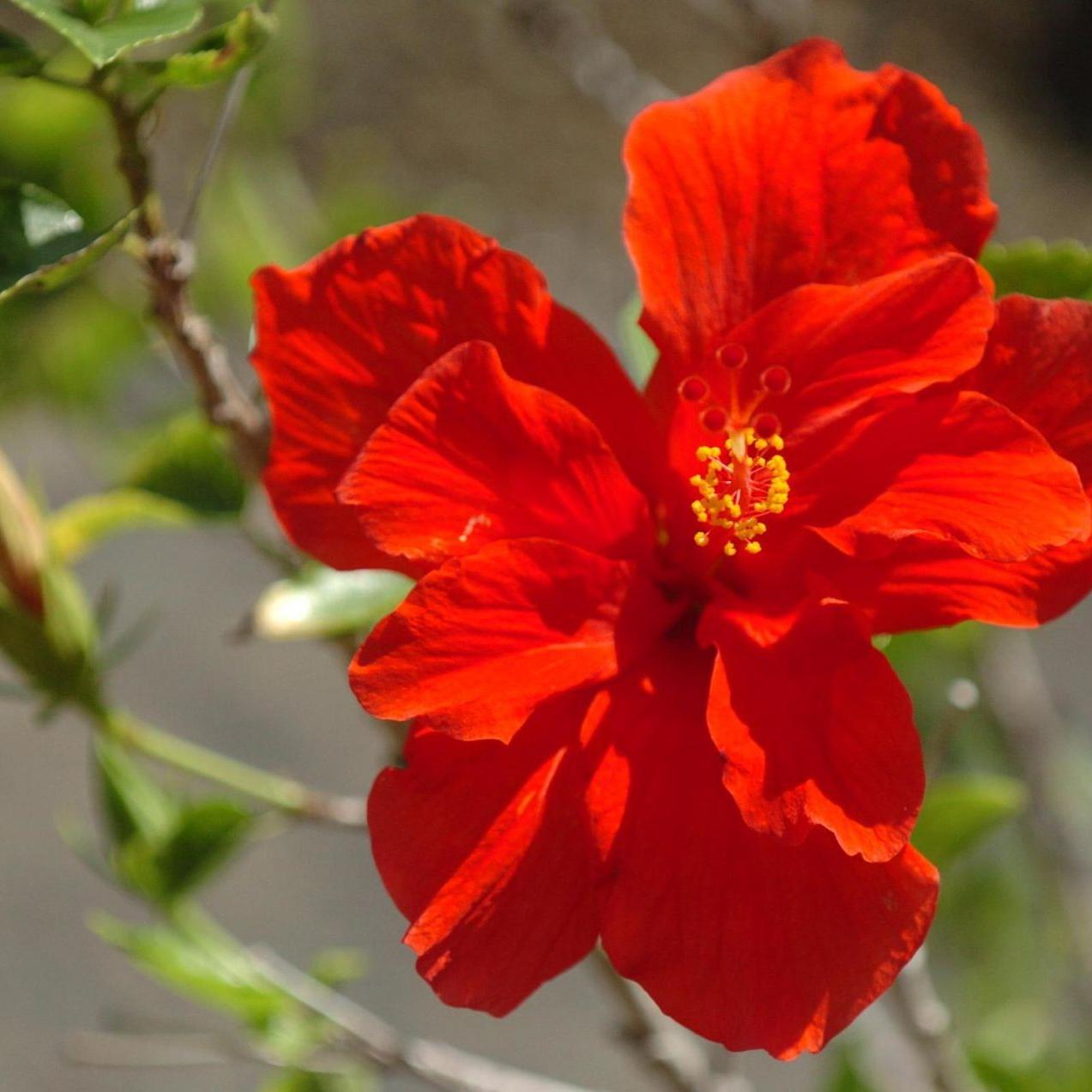 why do hibiscus close up