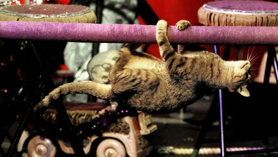 The Amazing Acro-Cats, Sneaux@Loyno, and more things to do in New ...