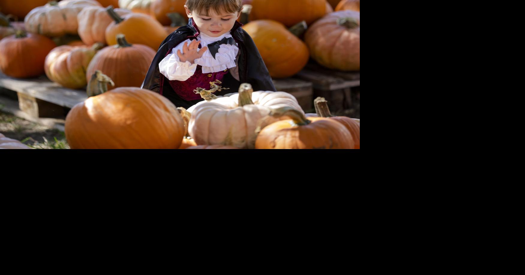 Fall flourishes and Halloween dreams: Pumpkin patches are the perfect ...