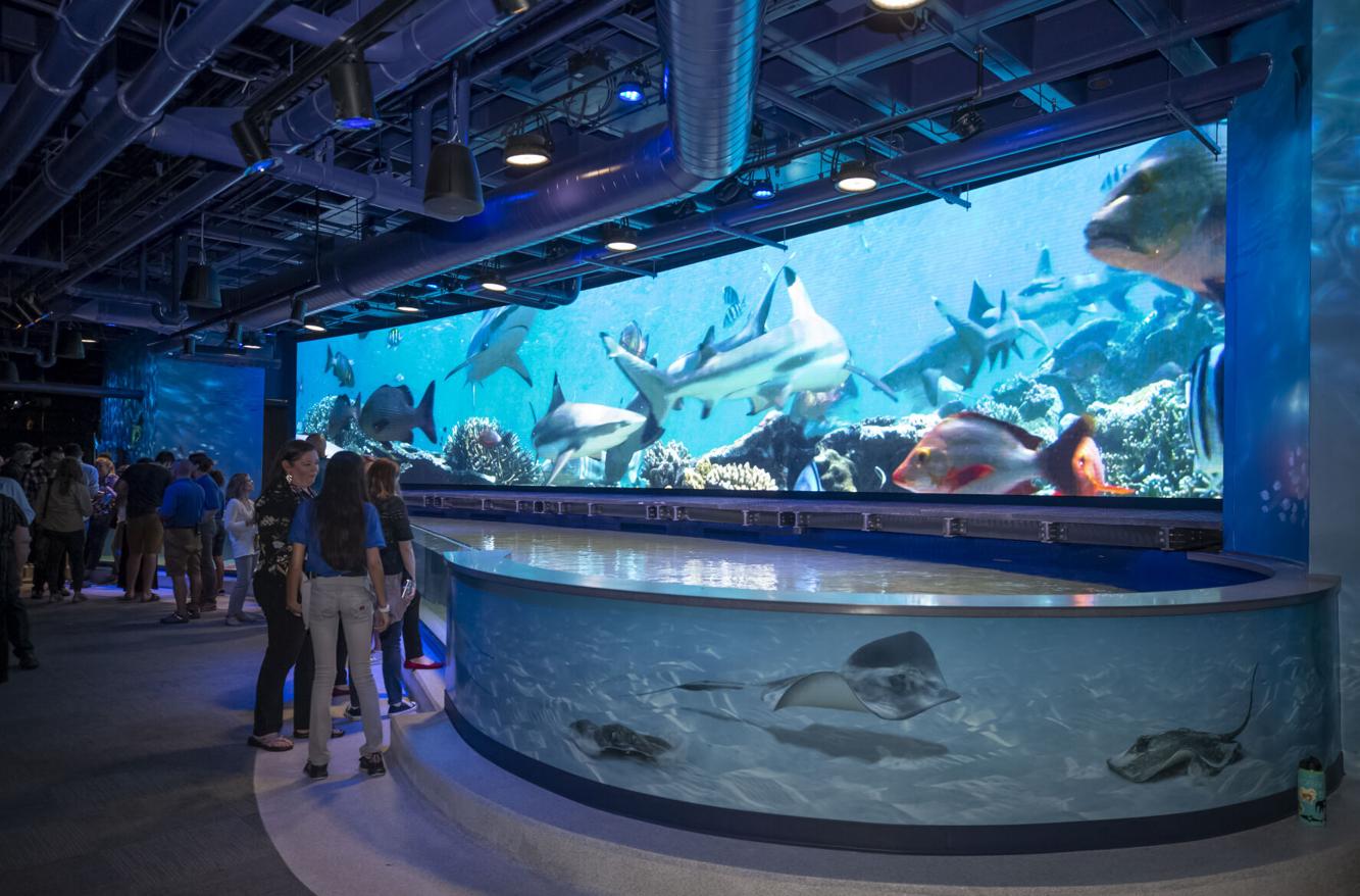 Scales and Ales swims back after 3-year hiatus Oct. 6. | Entertainment ...