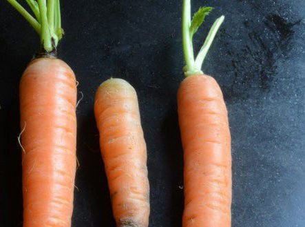 17 vegetables to plant in November: South Louisiana gardening tips ... 17 vegetables to plant in November: South Louisiana gardening tips ...