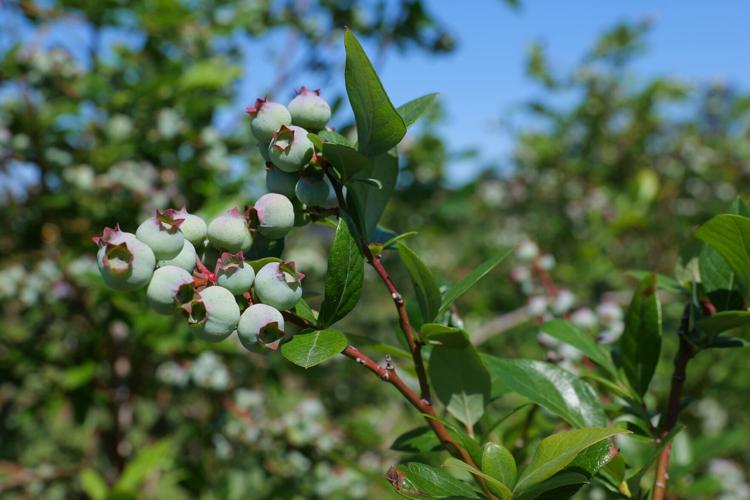 It's blueberry season in Louisiana and they're easy to grow ...