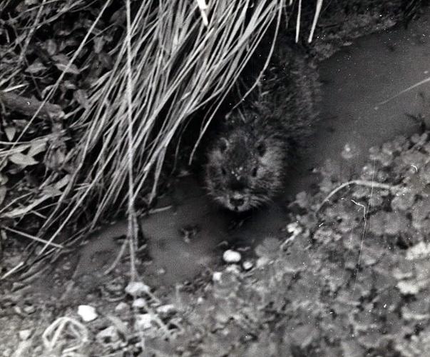 Nutria and the people who wear, hunt and eat them: 30 vintage photos ...
