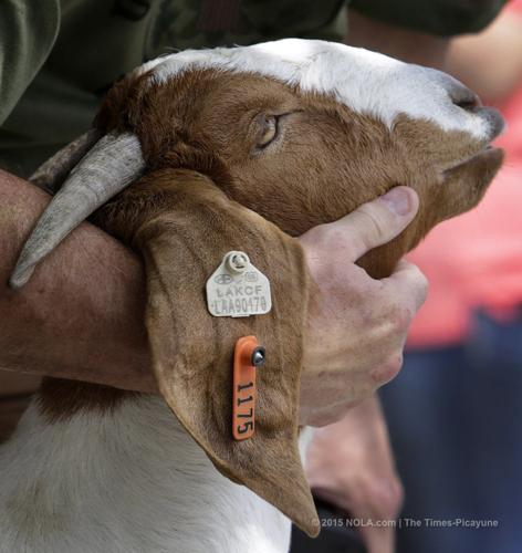 LSU AgCenter hosts AgMagic on the River at Docville Farm | Education ...