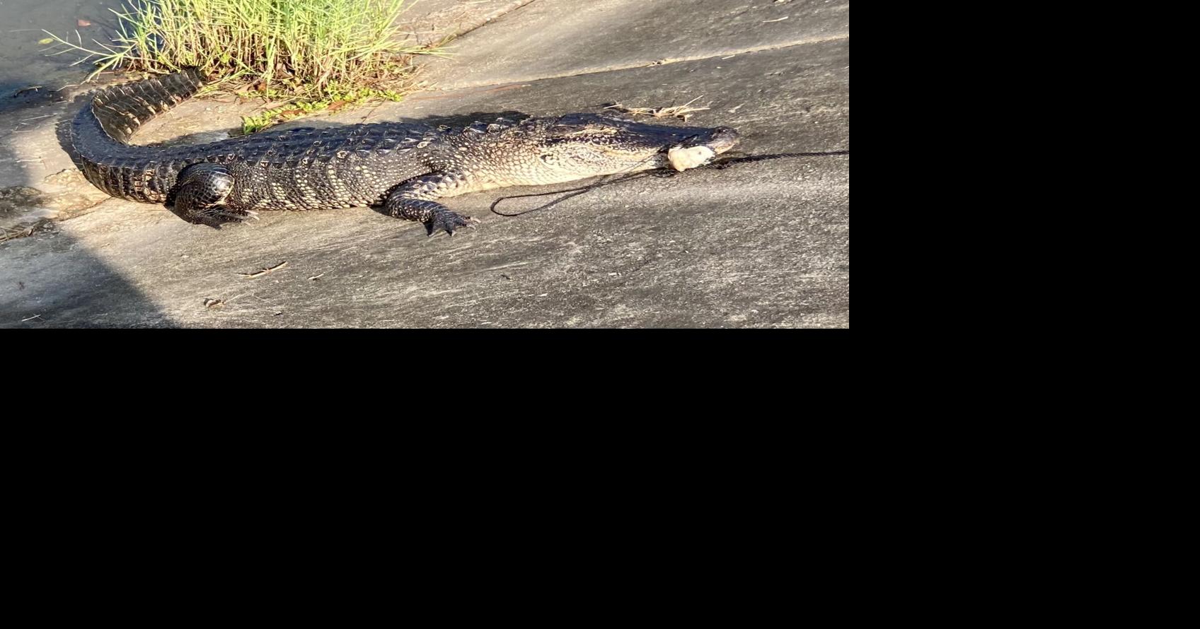 Woman saves the life of a 6-foot alligator found hooked on Bayou St ...
