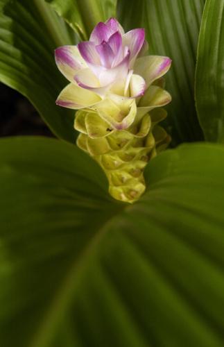 does ginger root flower
