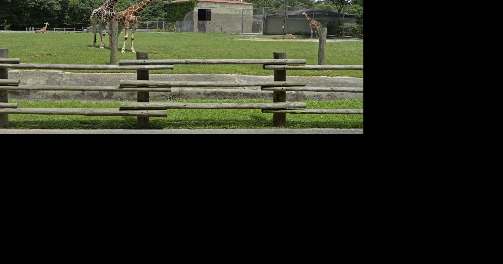 Louisiana state House considers task force to look into Baton Rouge Zoo ...
