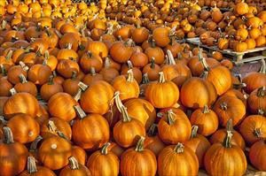 9 pumpkin patches to fall for around New Orleans | Louisiana Festivals ...