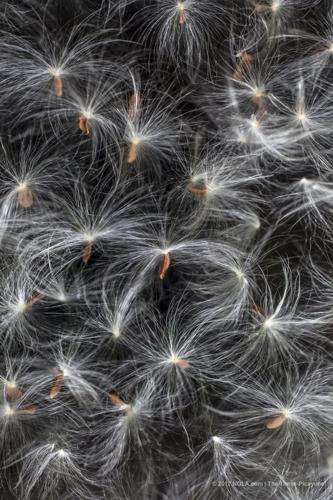 See milkweed seeds explode from their pods | Home/Garden | nola.com