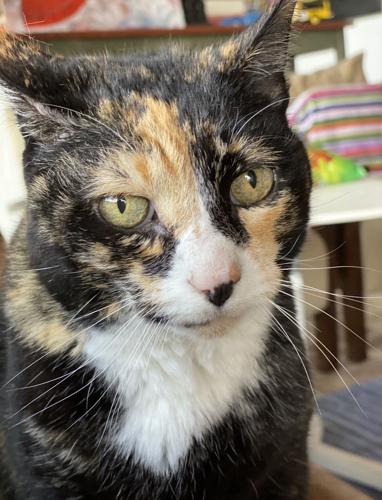 How a philosopher cat won everyone over: Jan Risher | Entertainment ...