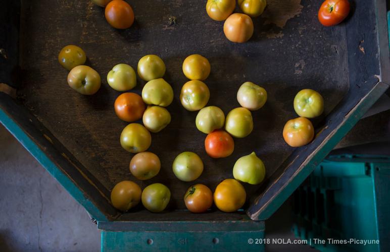 Creole tomato farmer keeps family, South Louisiana tradition alive ...