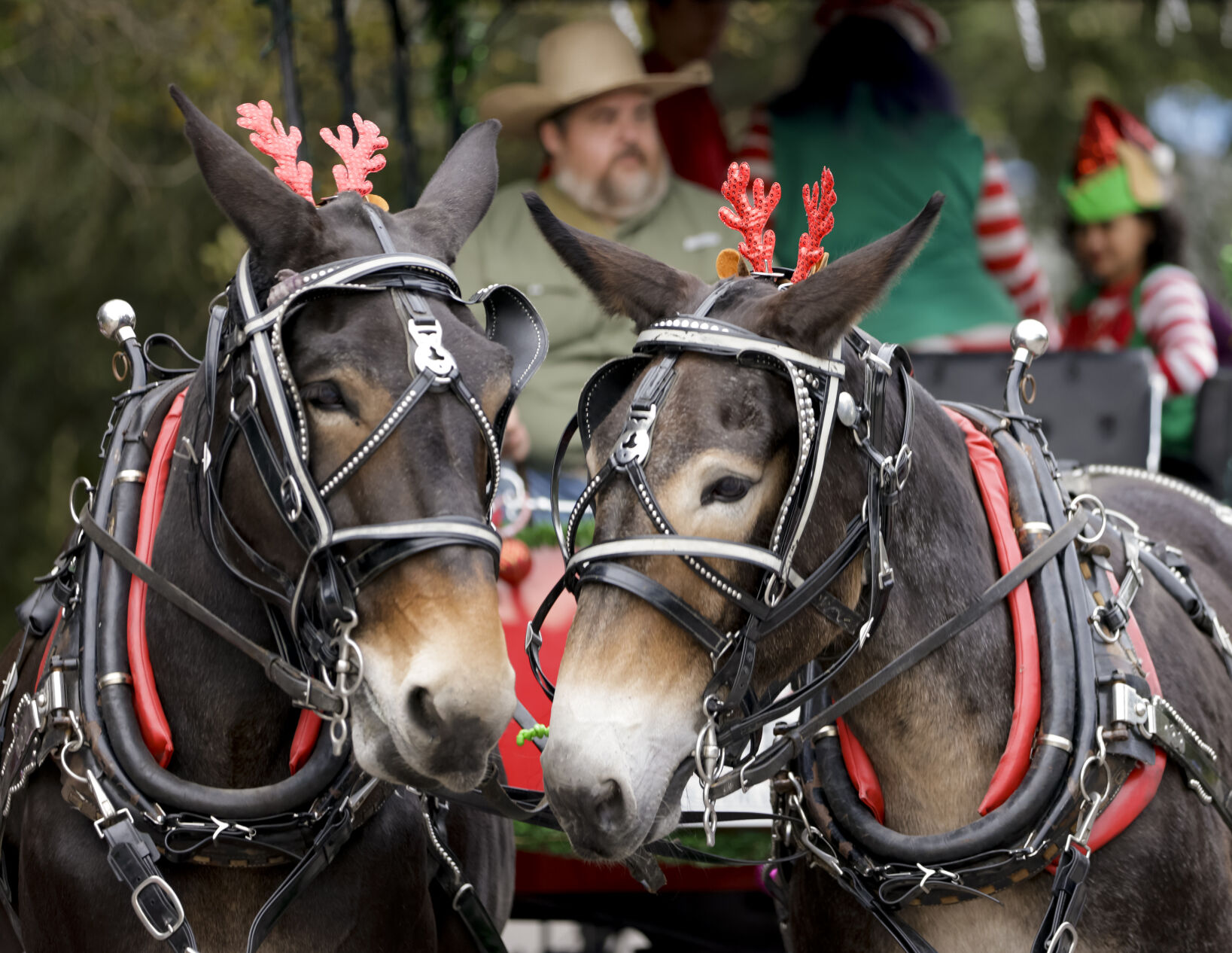 Mule-drawn carriage takes Santa about town in Algiers Point | Photos ...