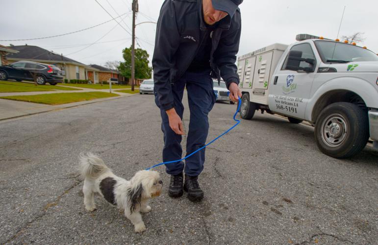 Louisiana SPCA forced to reduce animal control services in New Orleans ...