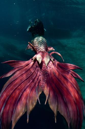 Watch: Real-life mermaids swim through tropical fish tank at Audubon ...