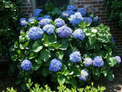 which hydrangeas turn blue