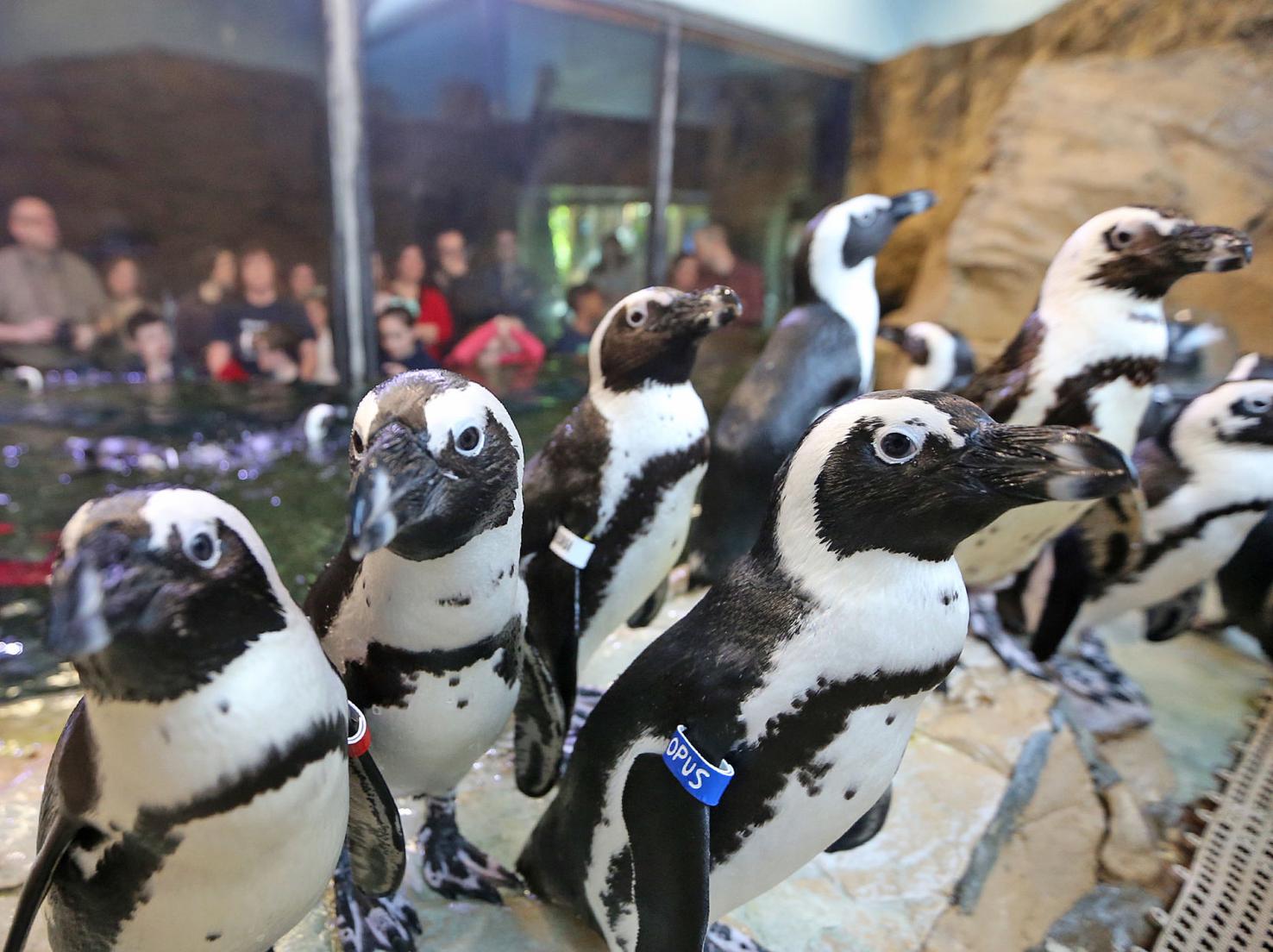 4 ways to get free tickets to Audubon Zoo, aquarium in New Orleans ...