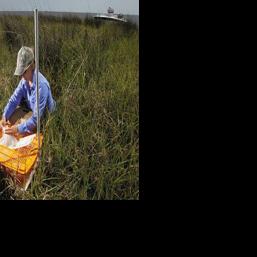 BP oil spill damage 'dramatically diminished', scientists say ...