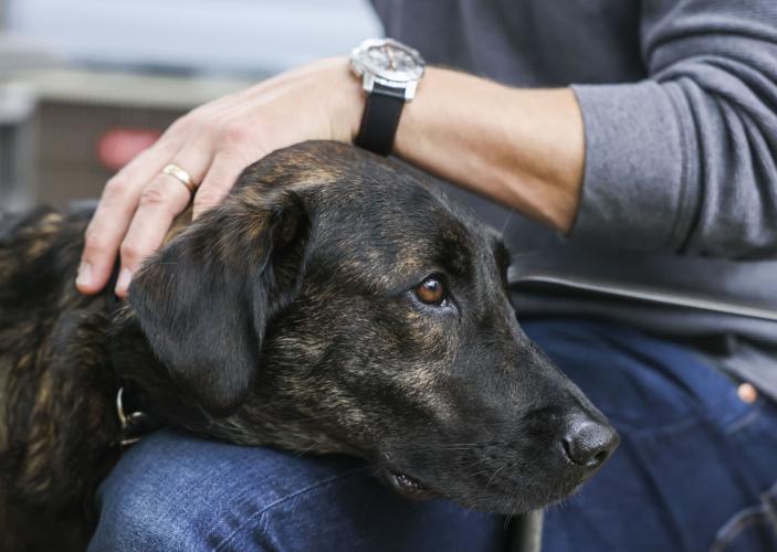 Shelter to Service Dog program gives new lease on life to recipients ...