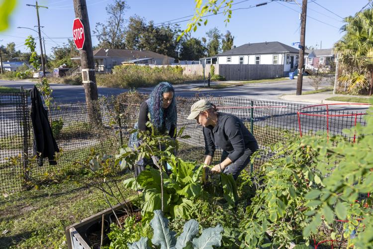 Bulbancha Blooms is a garden in New Orleans' Upper 9th Ward ...