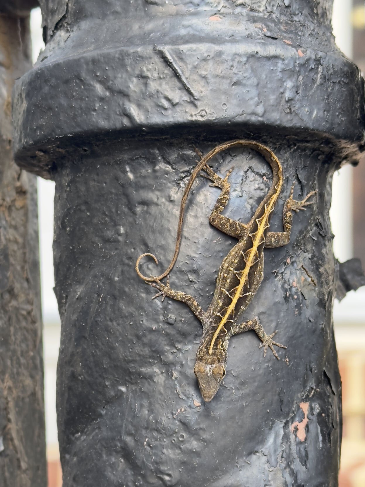 IMG_0921.JPEG | | nola.com